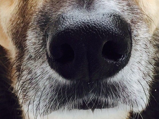 Hundharmoni NoseWork Skåne